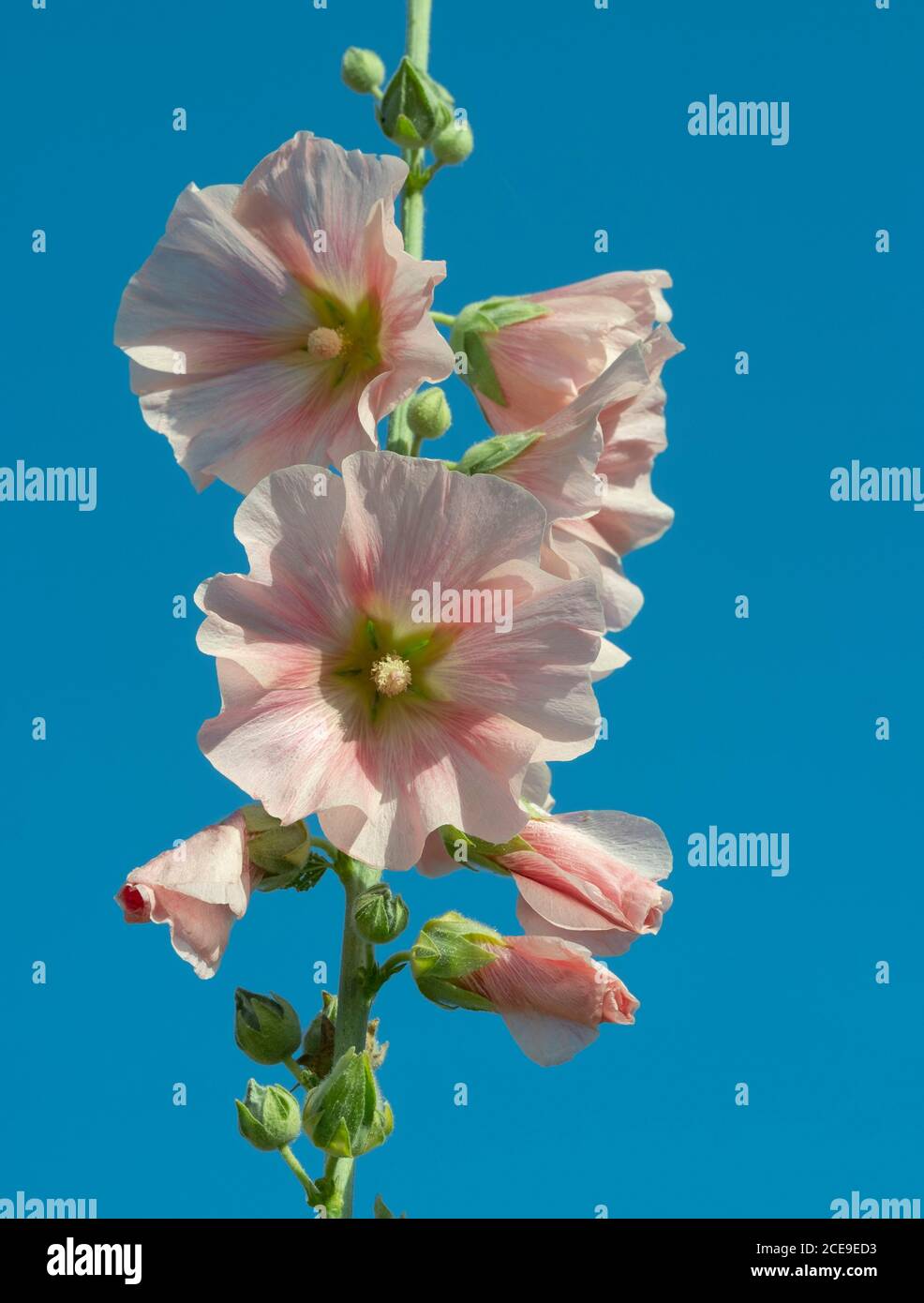 Pink hollyhocks hi-res stock photography and images - Alamy