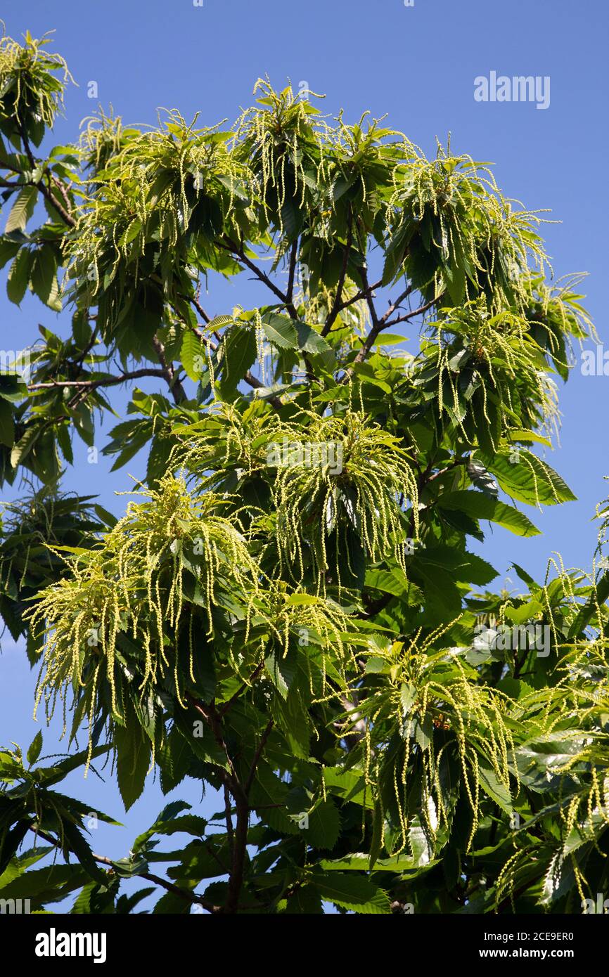 Chestnut strings hi-res stock photography and images - Alamy