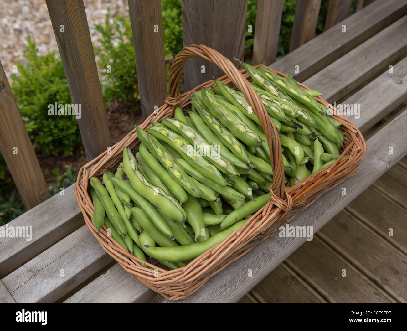Freshly Picked Home Grown Organic Broad Beans (Vicia faba) from an ...