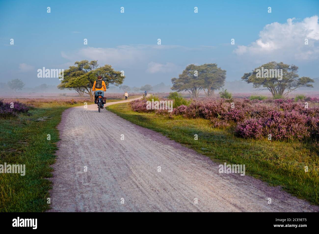 Blooming heather in the Netherlands,Sunny foggy Sunrise over the pink ...