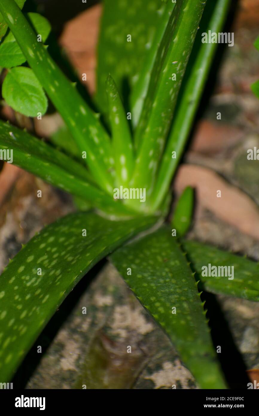 Aloe texture hi-res stock photography and images - Alamy
