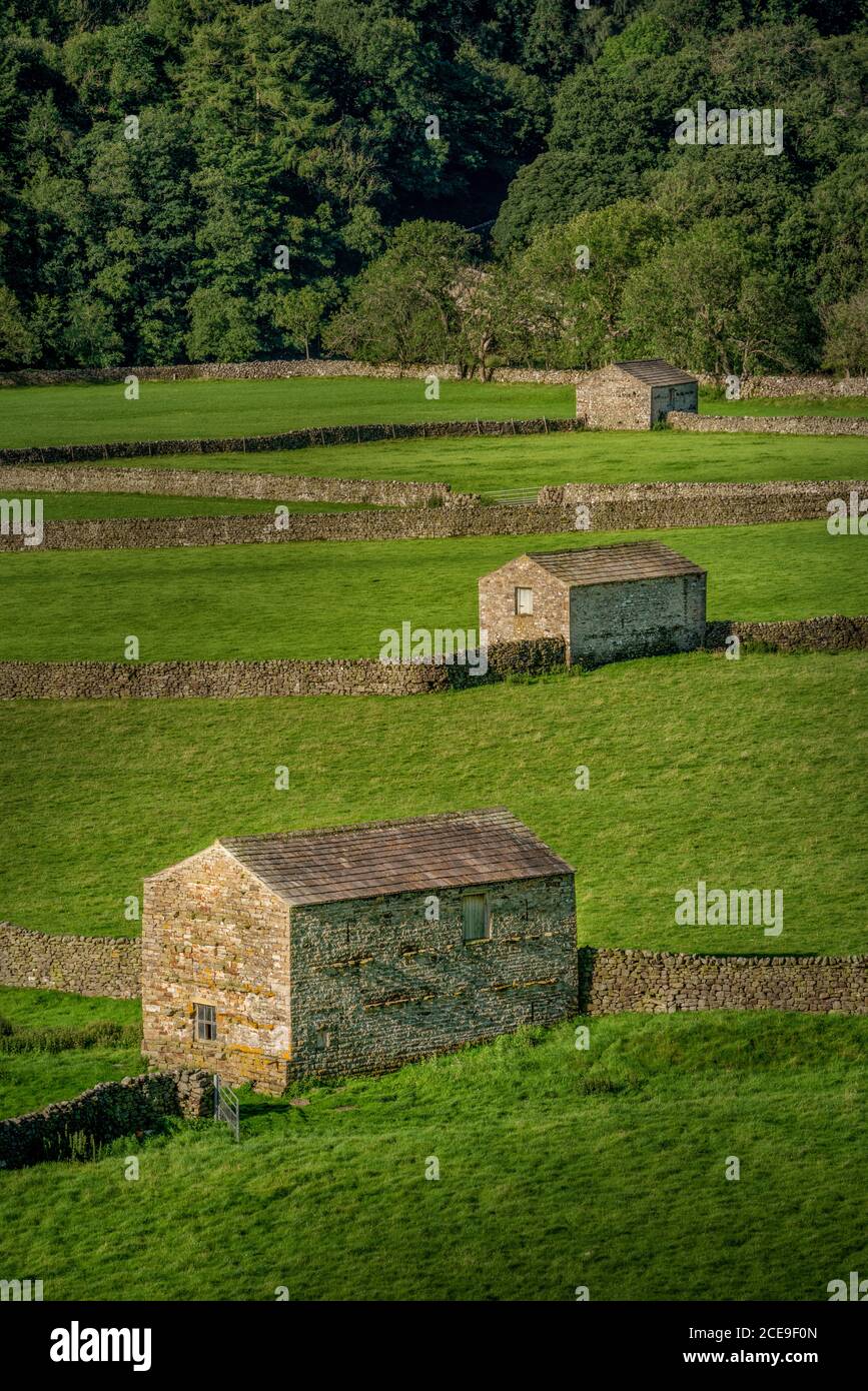 Swaledale stone barns and dry stone walls in the Yorkshire Dales ...