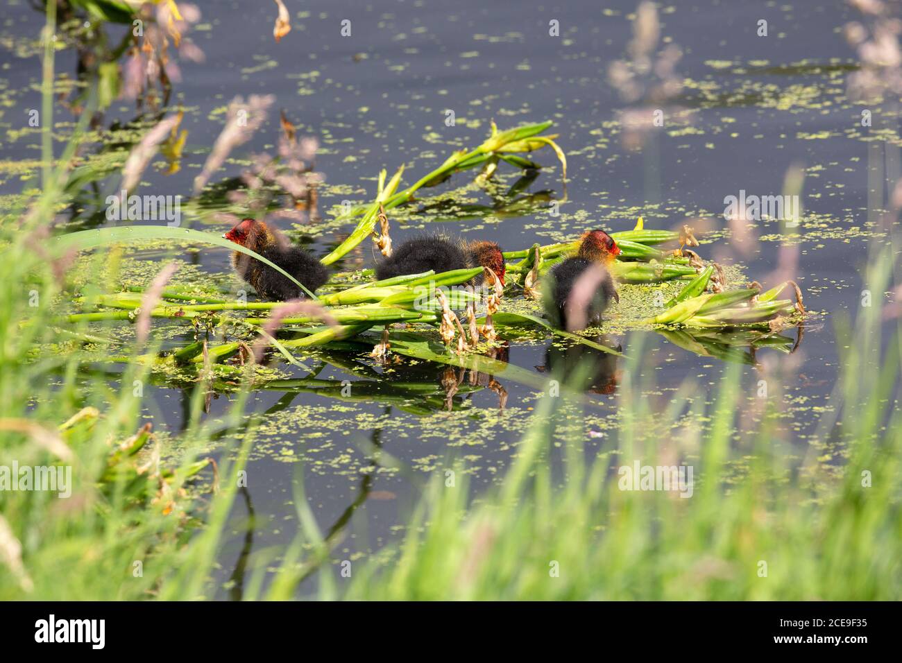 Birds just hatched hi-res stock photography and images - Alamy