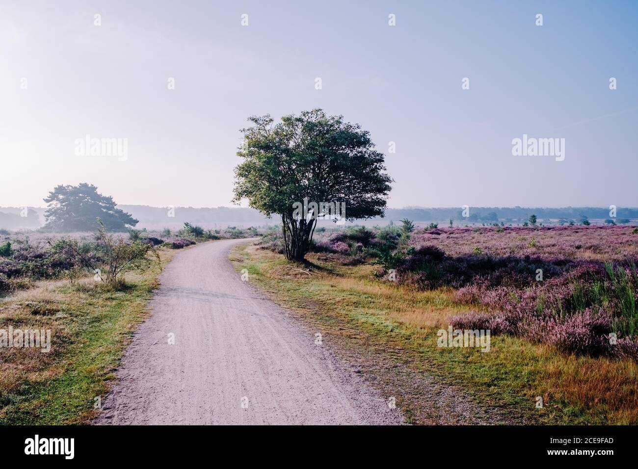 Blooming heather in the Netherlands,Sunny foggy Sunrise over the pink ...