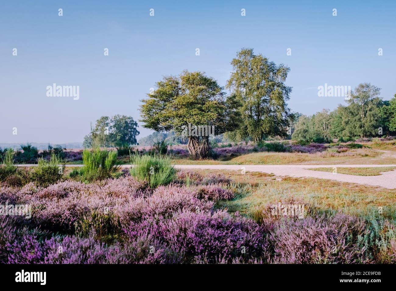 Blooming heather in the Netherlands,Sunny foggy Sunrise over the pink ...