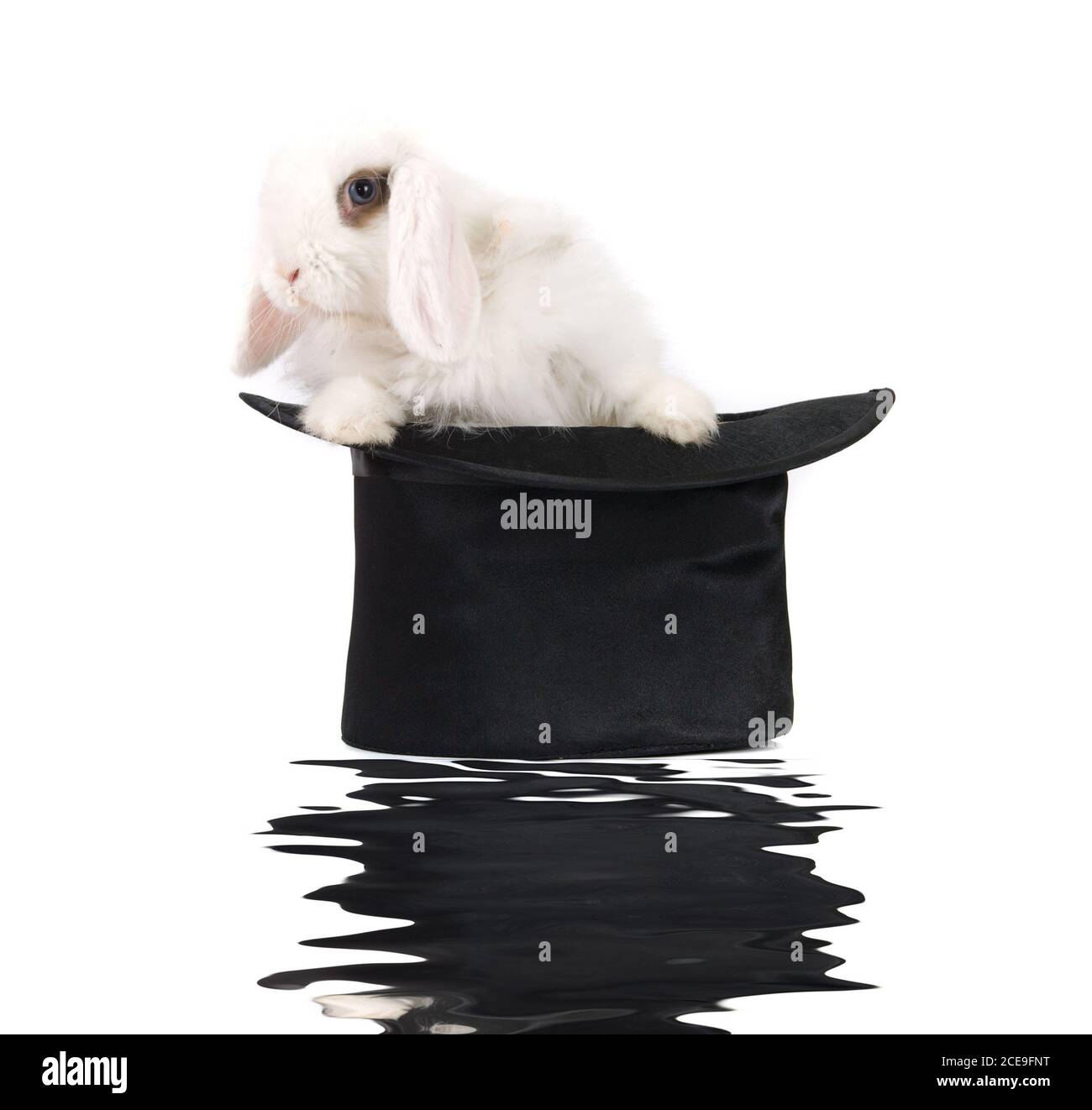 Short haired rabbit hi-res stock photography and images - Alamy