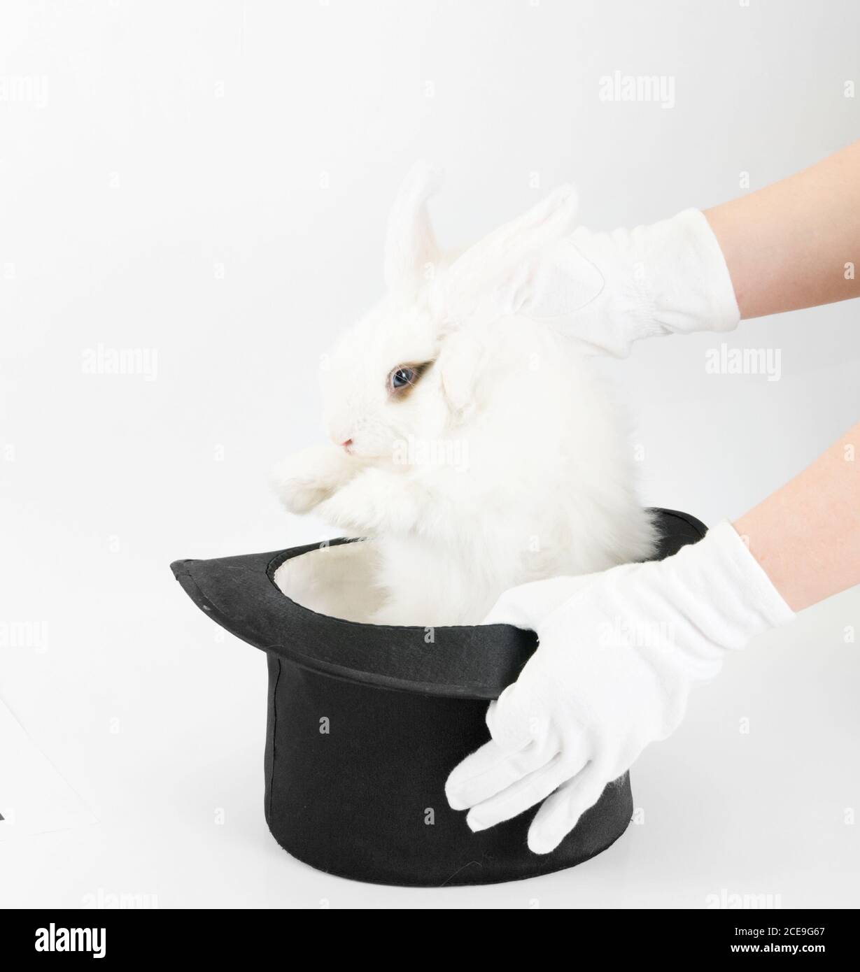 Short haired rabbit hi-res stock photography and images - Alamy