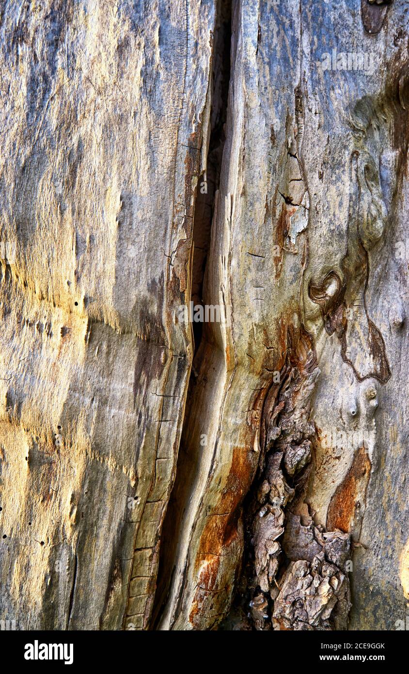 Rotted tree hi-res stock photography and images - Alamy