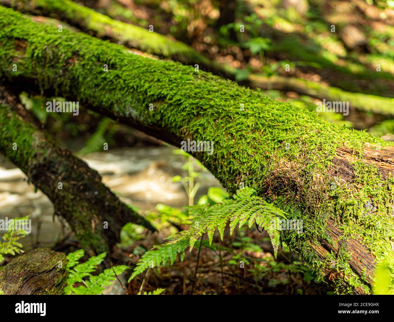 Root with moss hi-res stock photography and images - Alamy