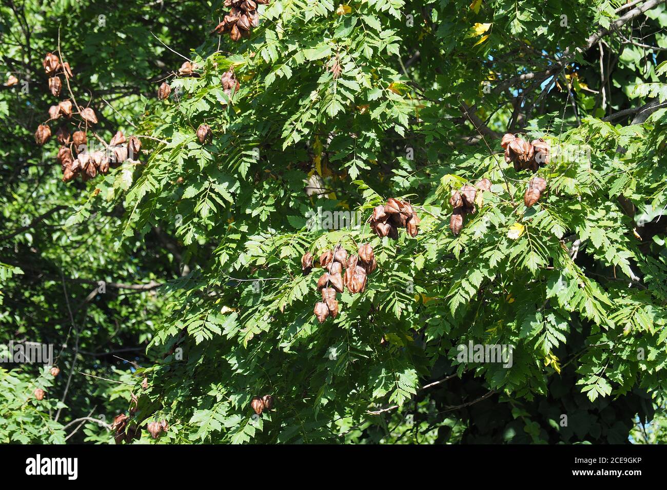 goldenrain tree, China tree, Blasenesche, Koelreuteria paniculata ...