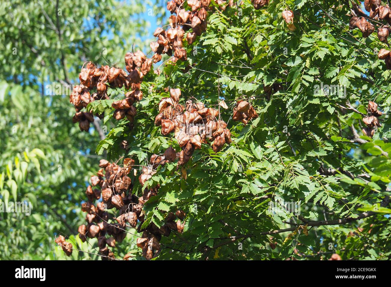 goldenrain tree, China tree, Blasenesche, Koelreuteria paniculata ...