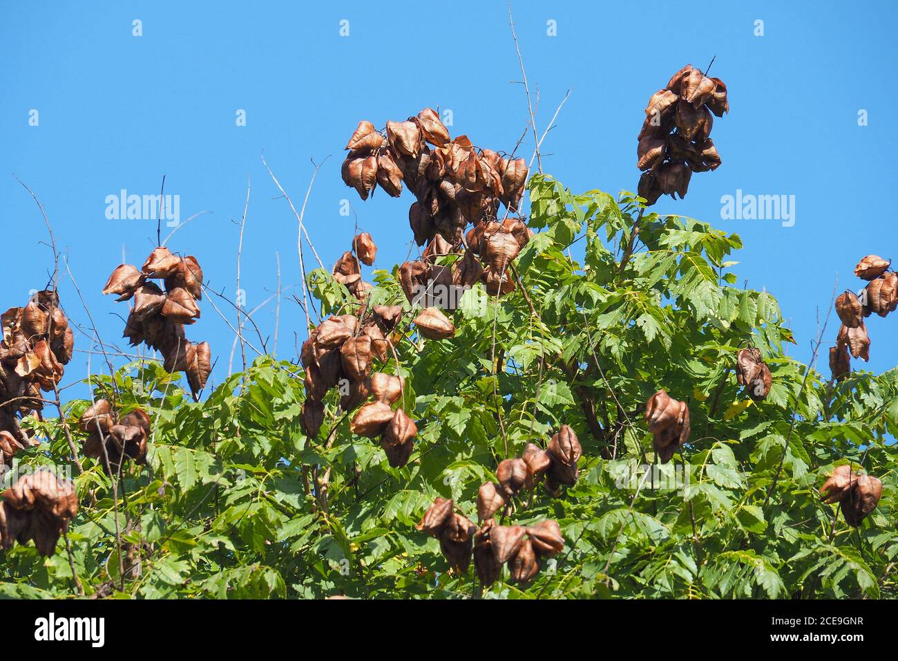 goldenrain tree, China tree, Blasenesche, Koelreuteria paniculata ...