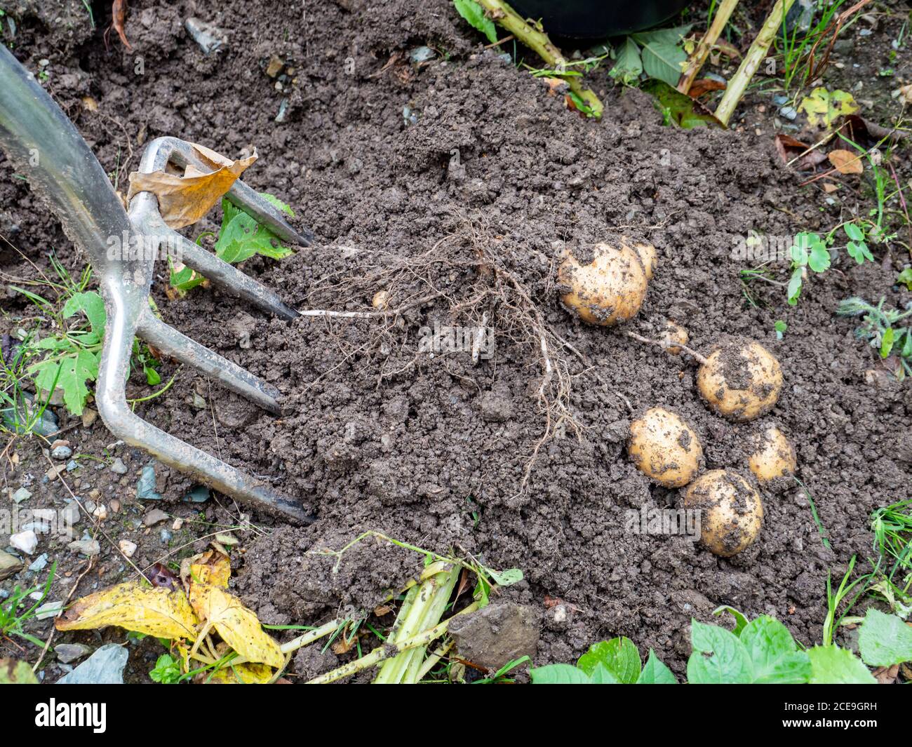Germinating bed hi-res stock photography and images - Alamy