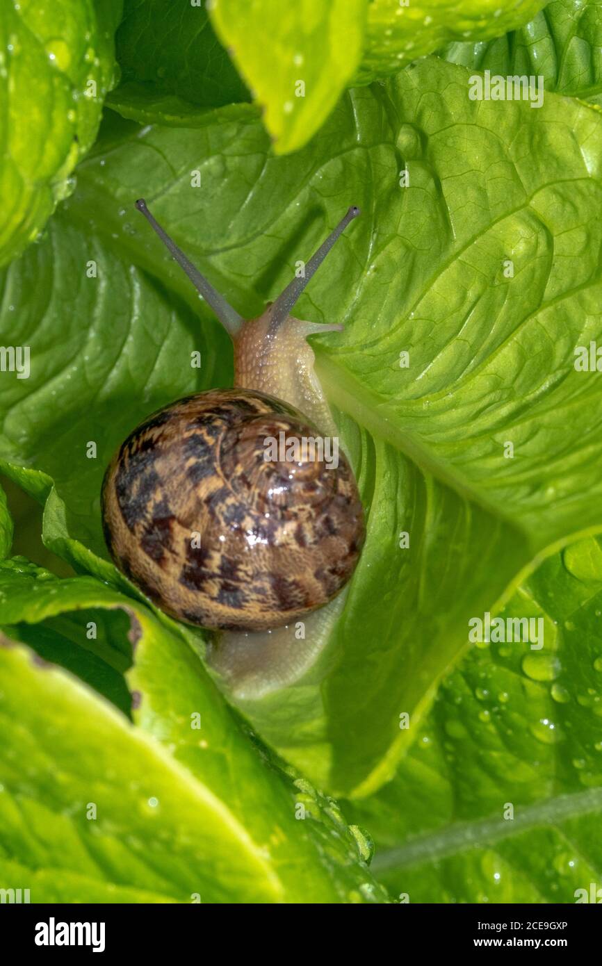 Garden snail damage hi-res stock photography and images - Alamy