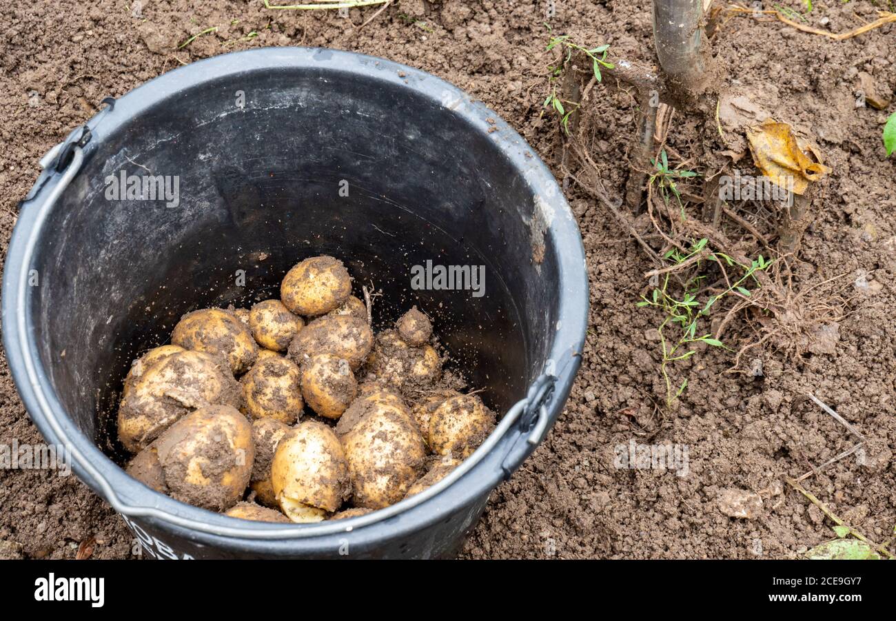 Bucket of potatoes hi-res stock photography and images - Alamy