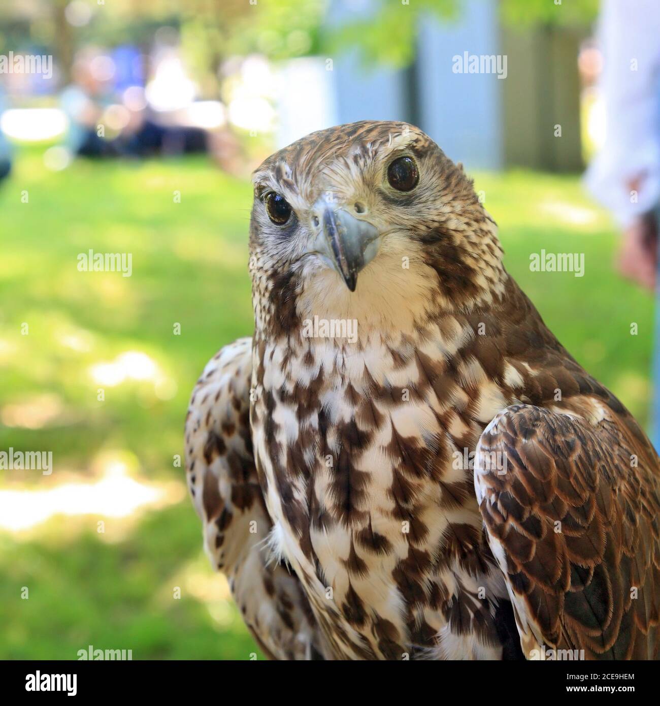 Peregrine falcon in profile hi-res stock photography and images - Alamy