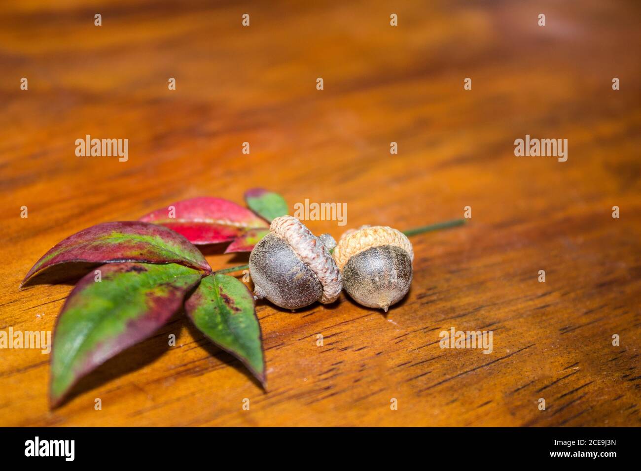 Two small Acorns on a wooden tabletop, with a leave of a Virginia ...