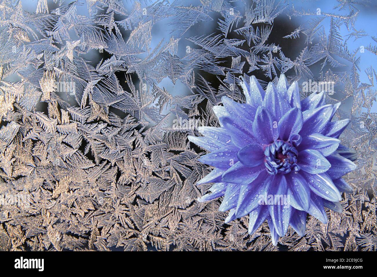 blue flower against ice on window Stock Photo - Alamy