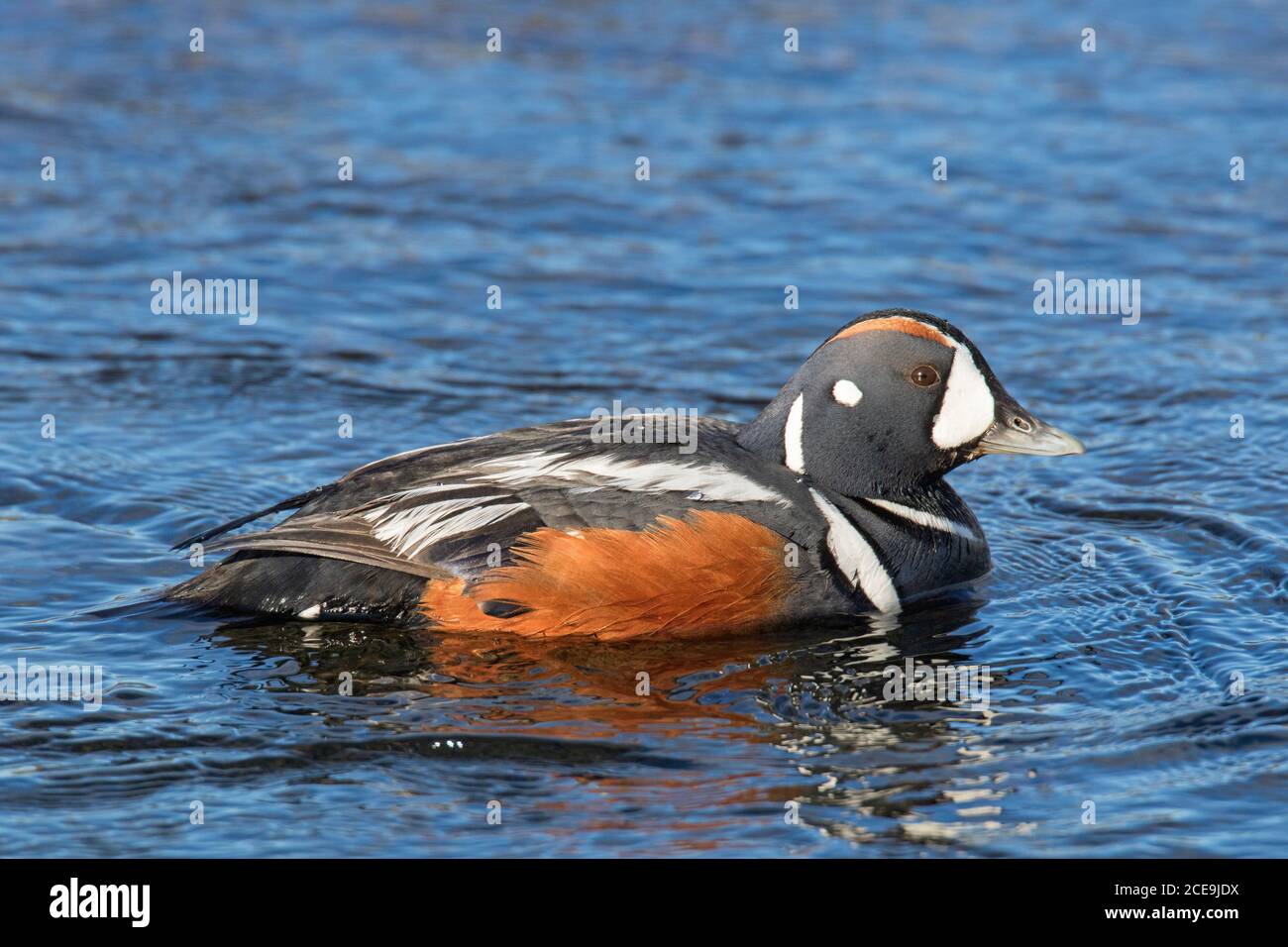 Harlequin duck / painted duck (Histrionicus histrionicus) male / drake ...