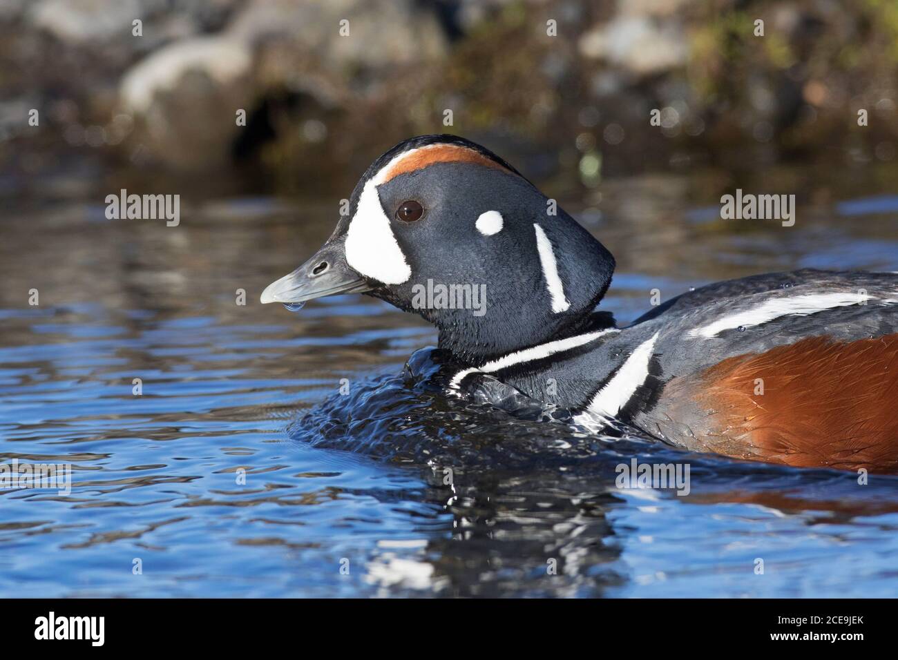 Harlequin duck / painted duck (Histrionicus histrionicus) male / drake ...