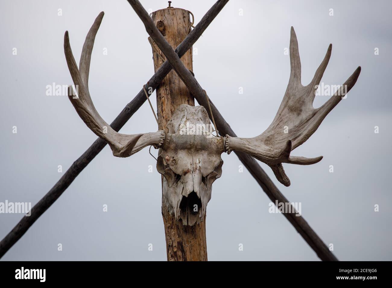 Elk Skull And Antlers