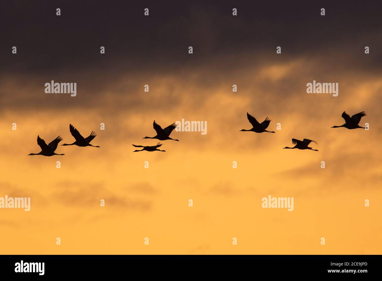 Migrating flock of common cranes / Eurasian crane (Grus grus) flying at ...