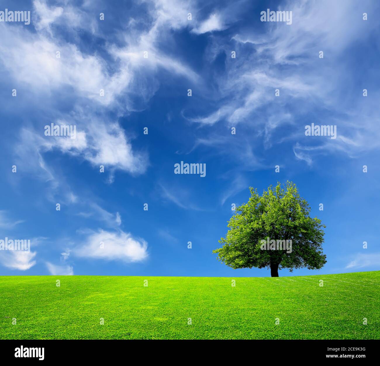 Tree and green field Stock Photo - Alamy