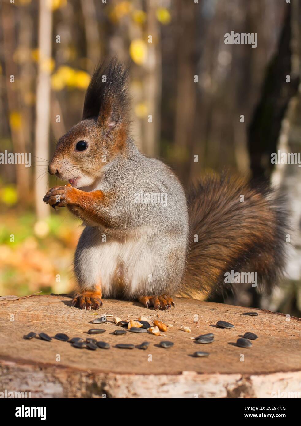 Funny squirrel hi-res stock photography and images - Alamy
