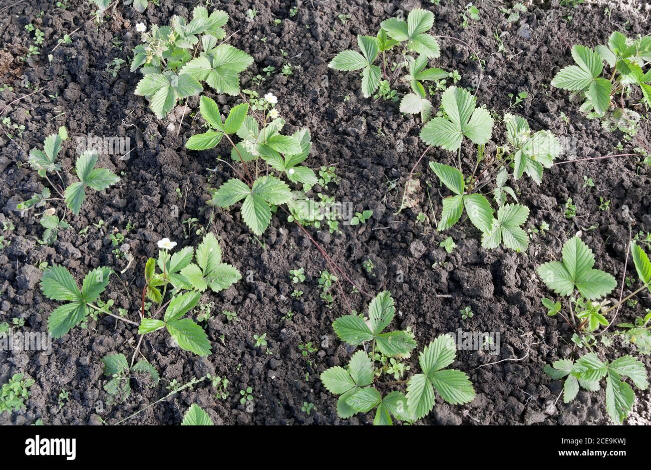 Small bushes of blossoming wild strawberry Stock Photo - Alamy