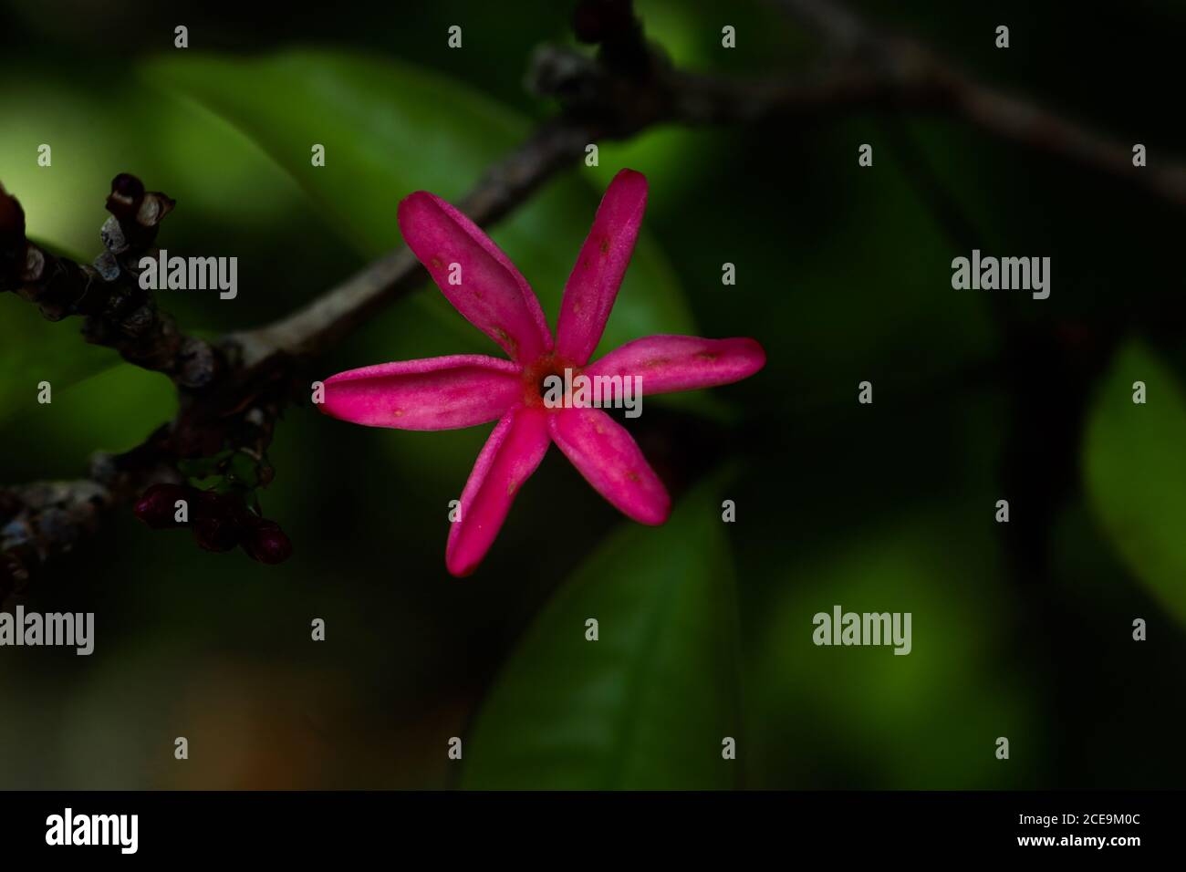 purple jasmine in perfect bloom Stock Photo - Alamy