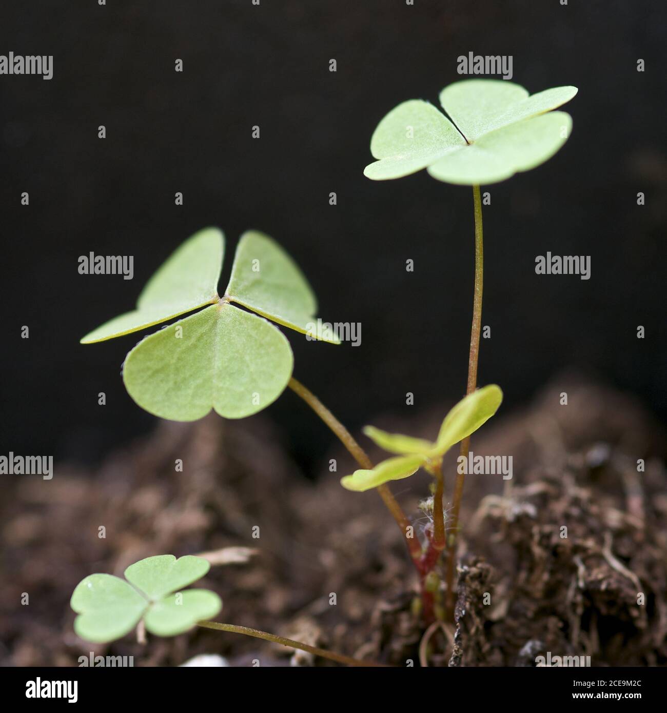 Lemon Clover (Oxalis stricta Stock Photo - Alamy
