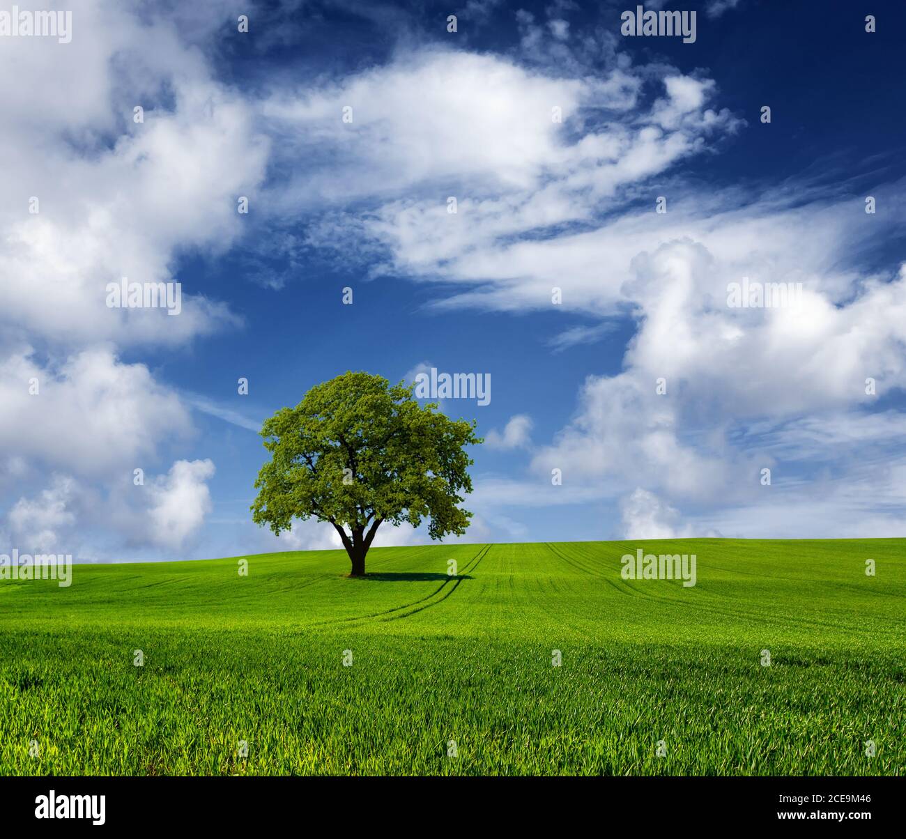 Oak tree and cloudy sky hi-res stock photography and images - Alamy