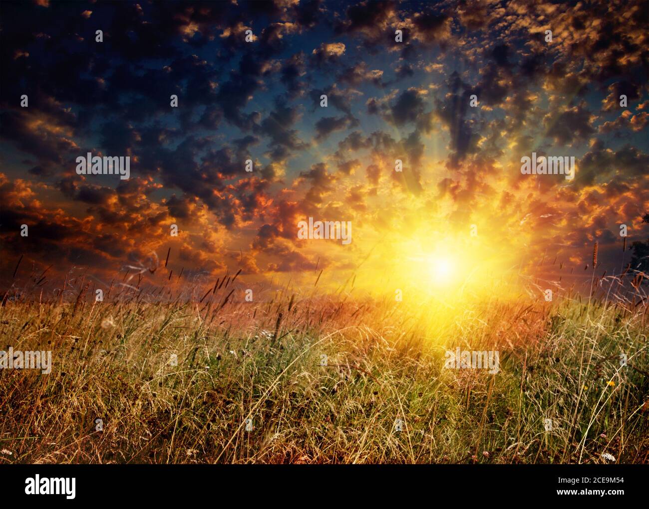 sunset and grass Stock Photo - Alamy