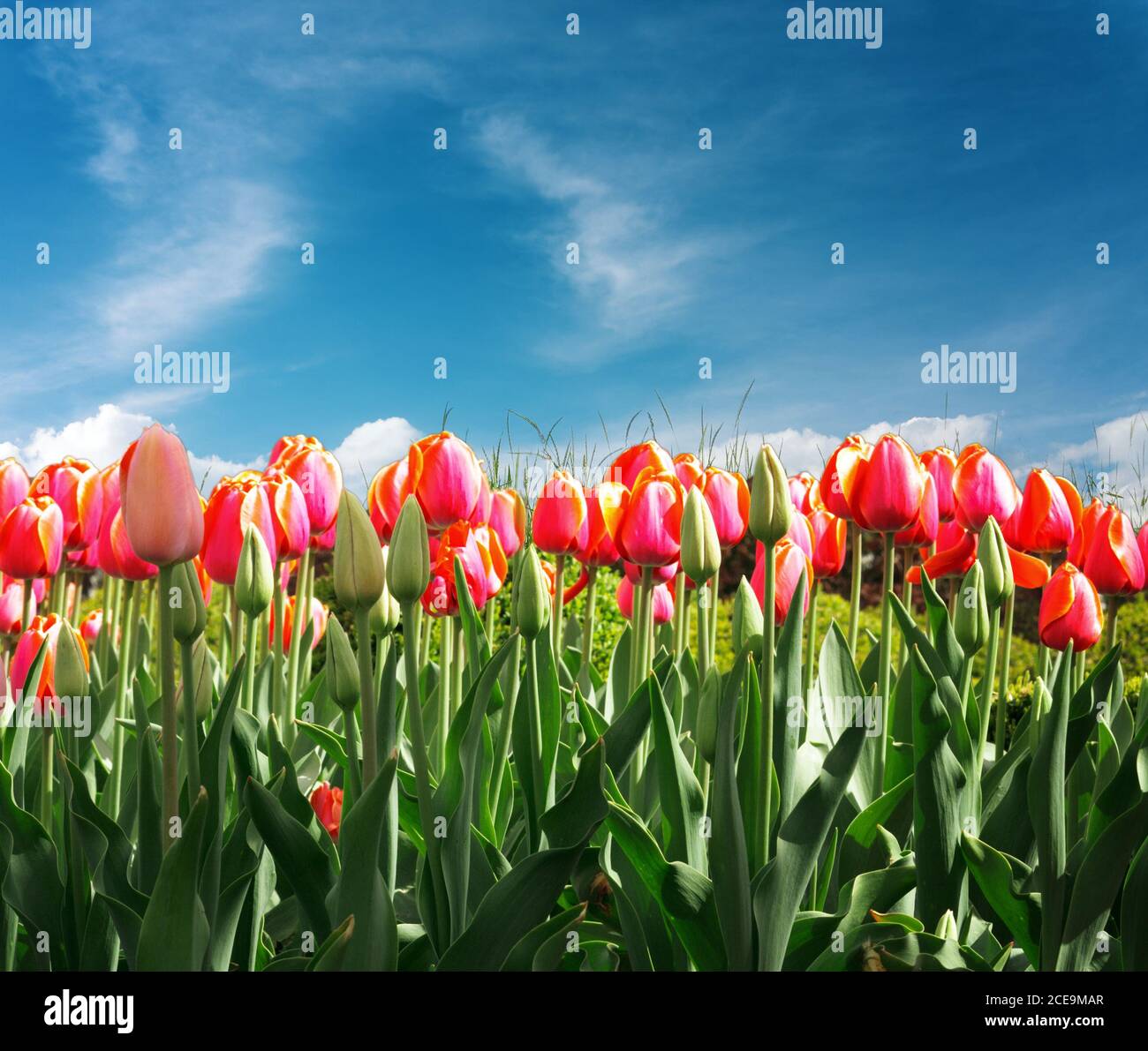 Tulips poster hi-res stock photography and images - Alamy