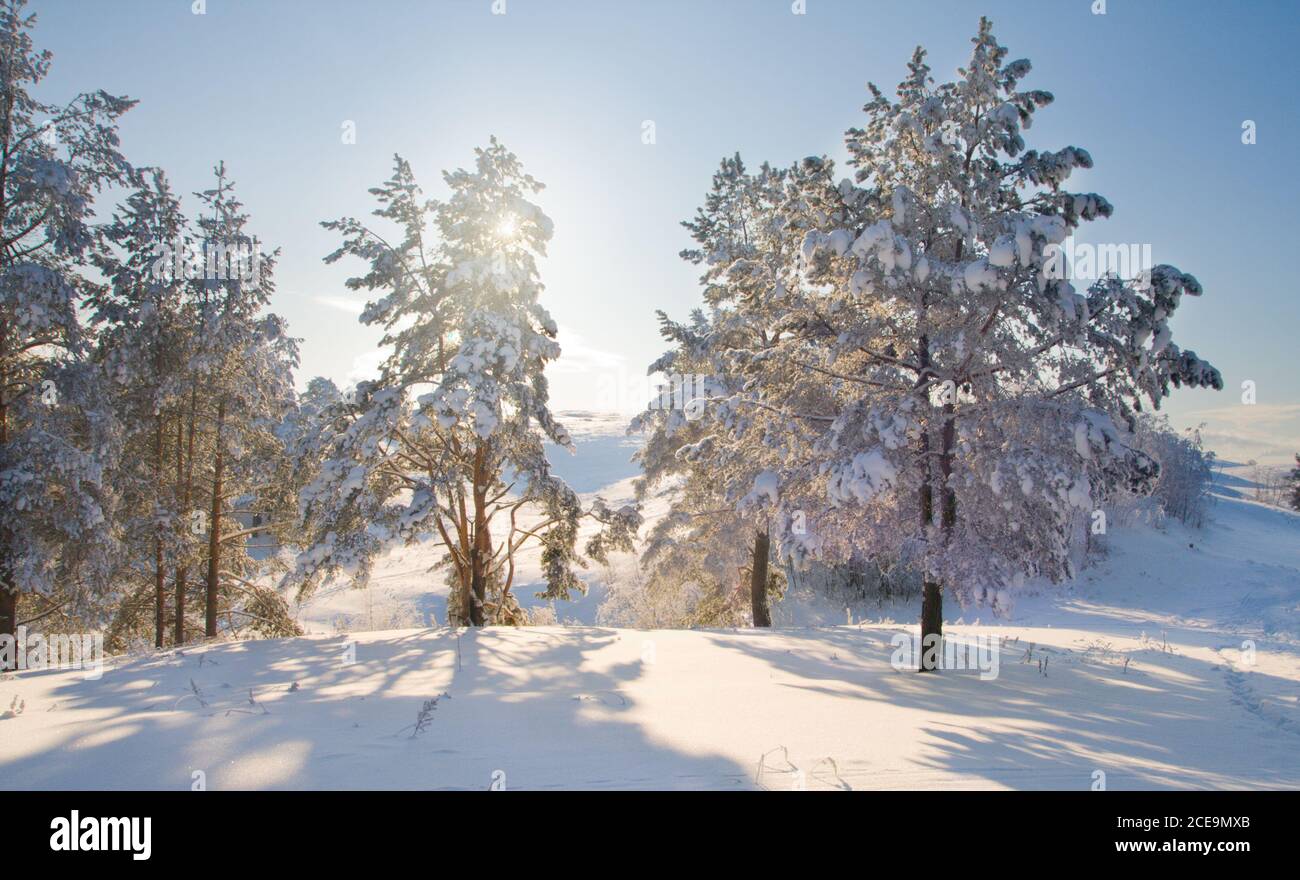 Winter forest hi-res stock photography and images - Alamy