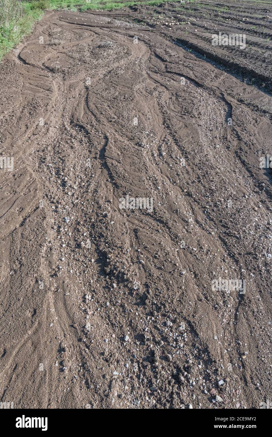 Serious rainwater erosion in a potato field where water has washed away ...
