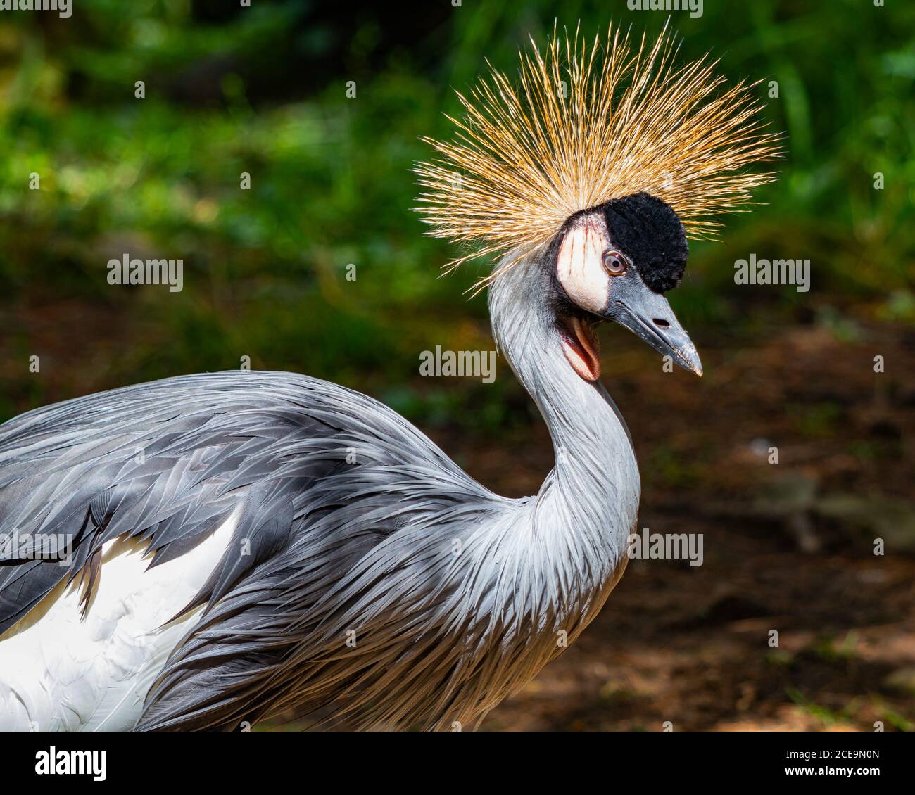 Black crowned crane hi-res stock photography and images - Alamy