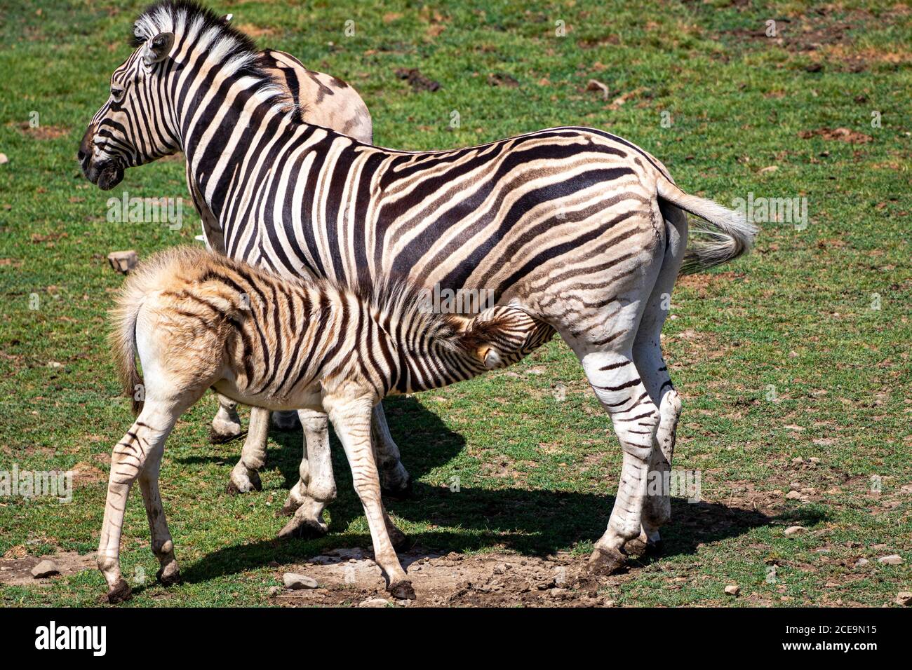 Baby zebra feeding from its mothers tit Stock Photo - Alamy