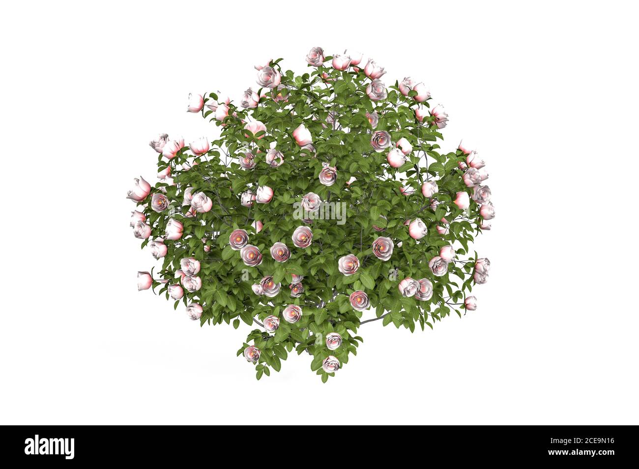 A bush of beautiful pink roses on white background - 3D render Stock ...
