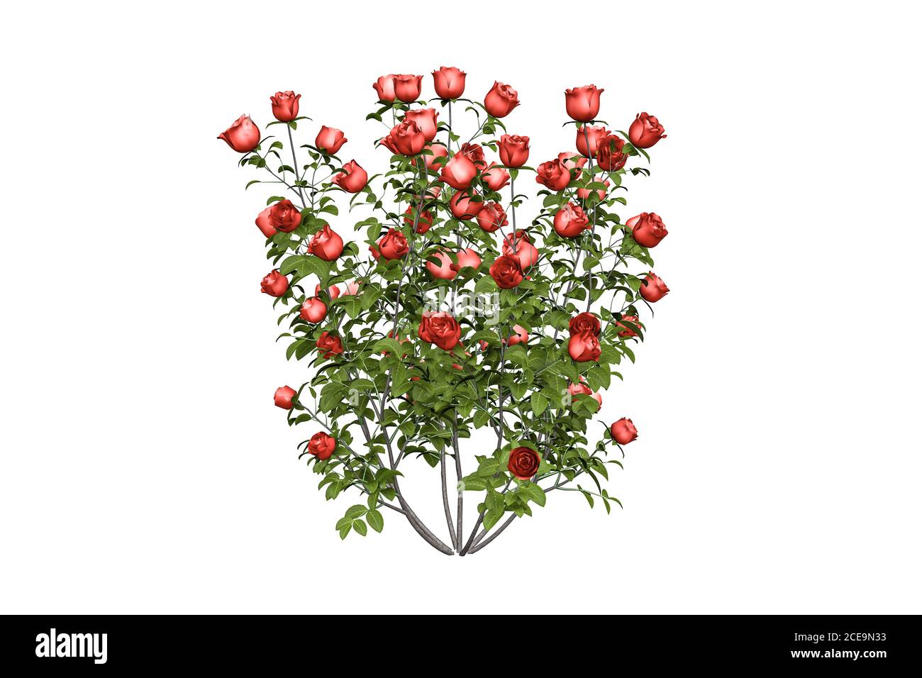 Rose Bush White Background