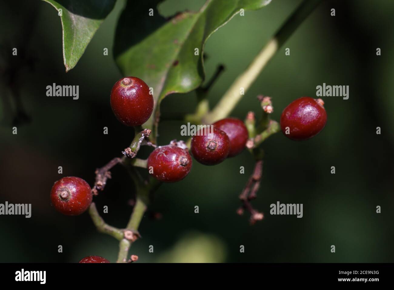 Sulawesi coffee has very small seeds with a red color Stock Photo - Alamy