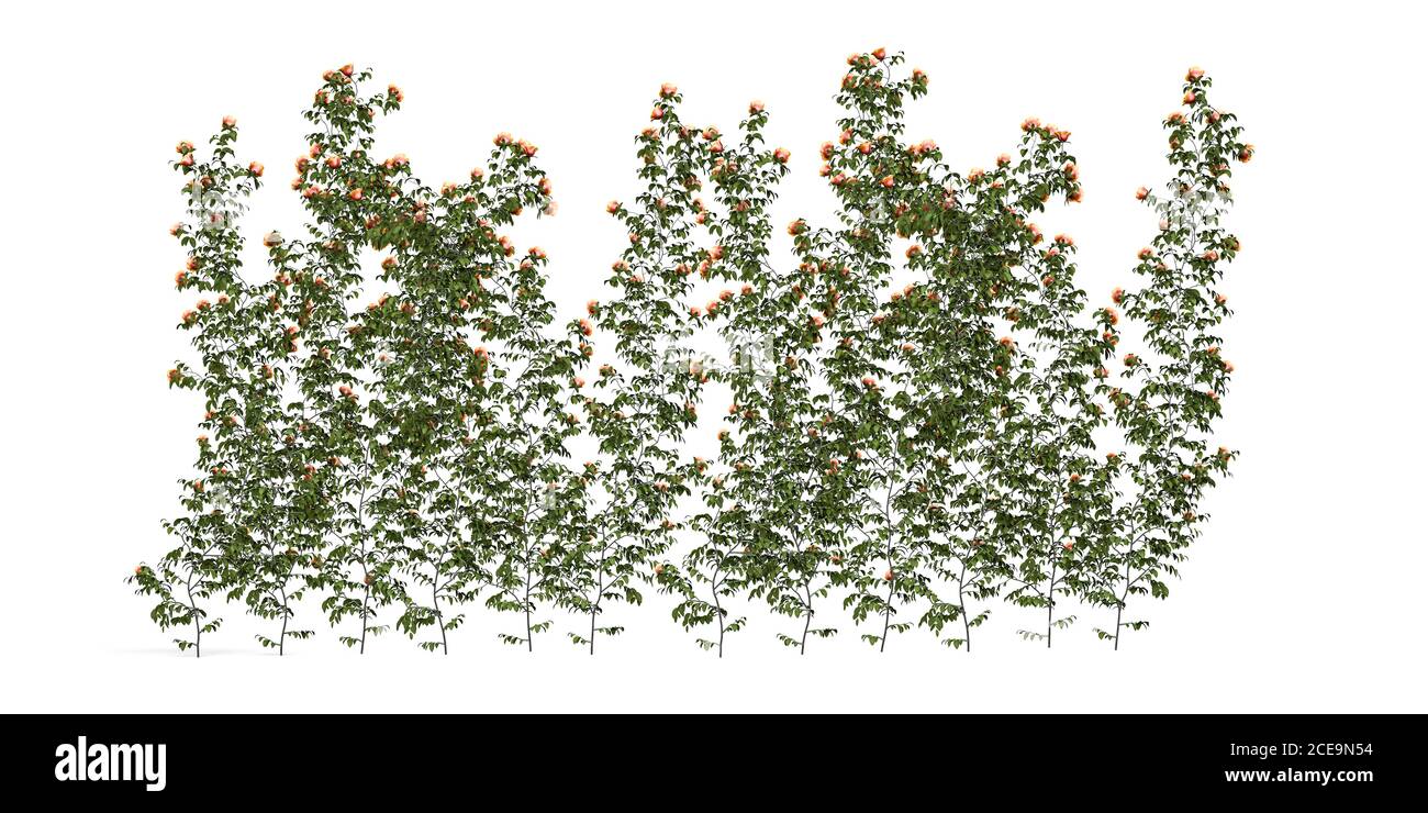 Climbing roses wall Cut Out Stock Images & Pictures - Alamy