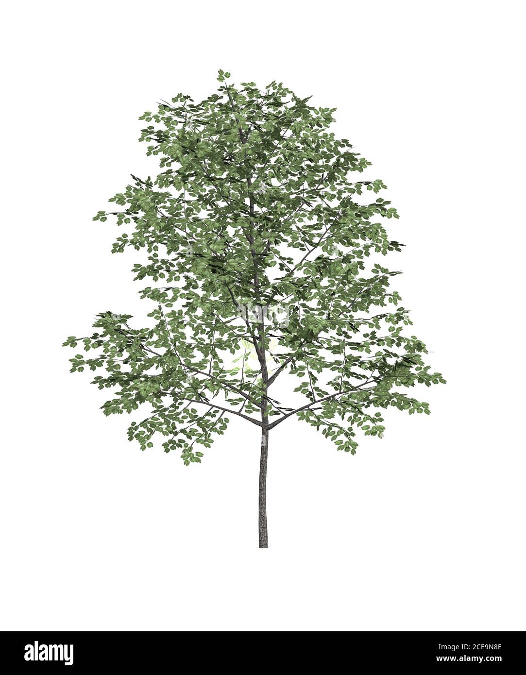 Sweet birch (Betula Lenta) isolated on white background - 3d render ...