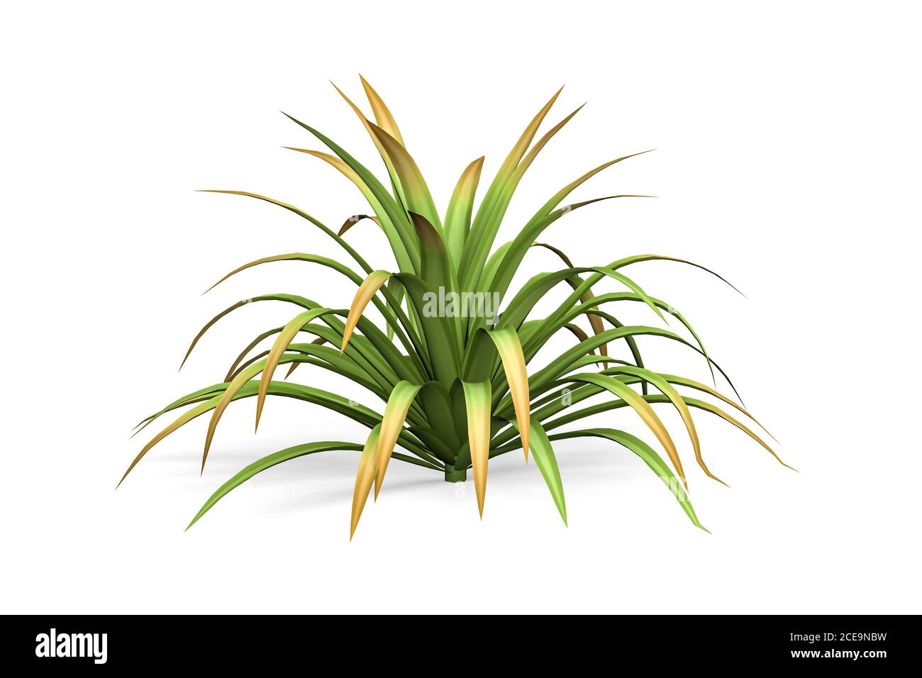 Yucca capensis hi-res stock photography and images - Alamy