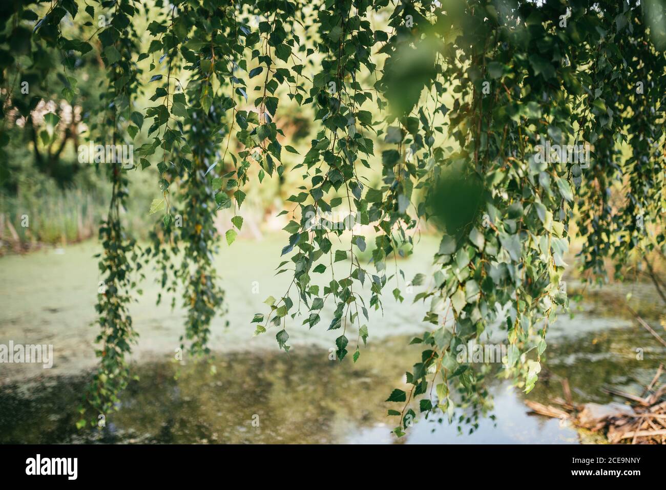 River birch tree hi-res stock photography and images - Alamy