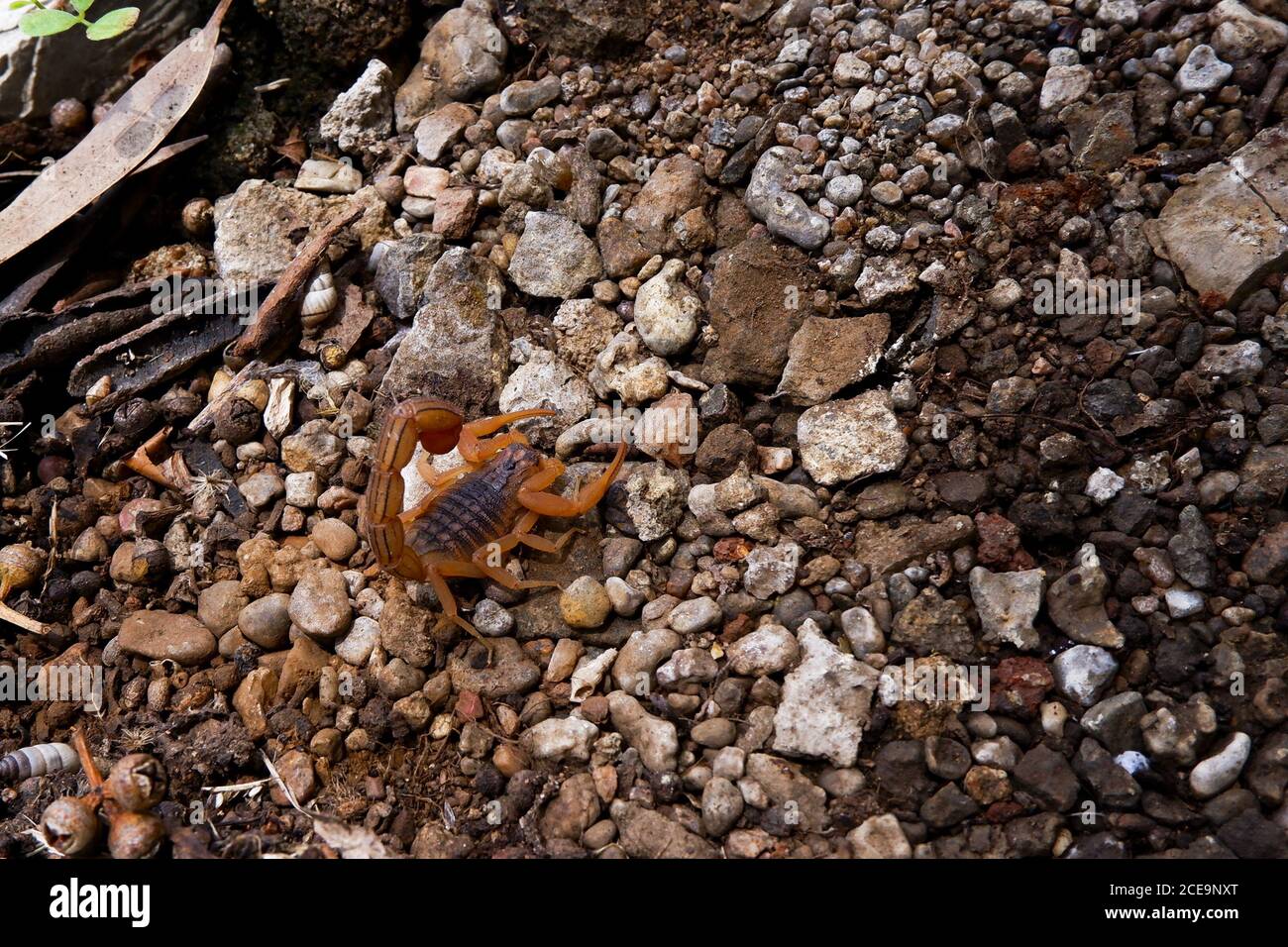 Desert scorpion on rock hi-res stock photography and images - Alamy