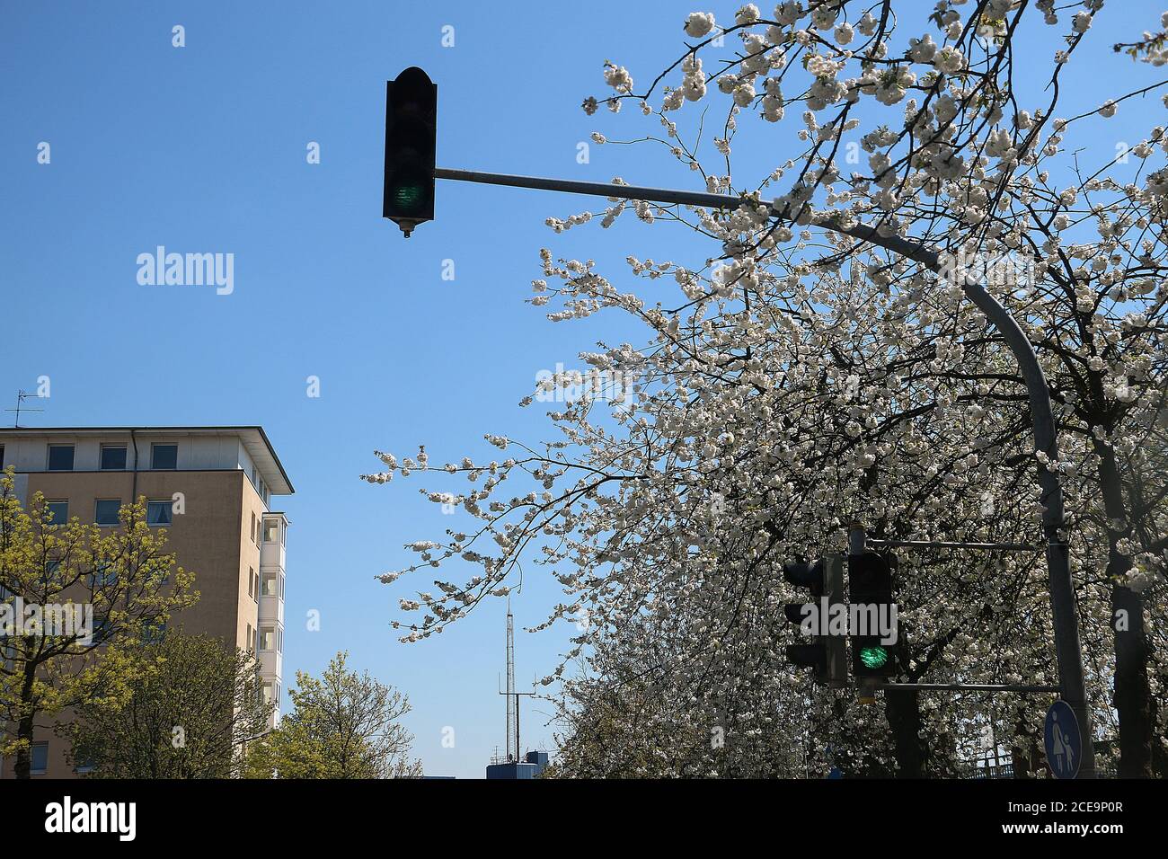 Low angle shot of traffic lights and blooming trees Stock Photo - Alamy