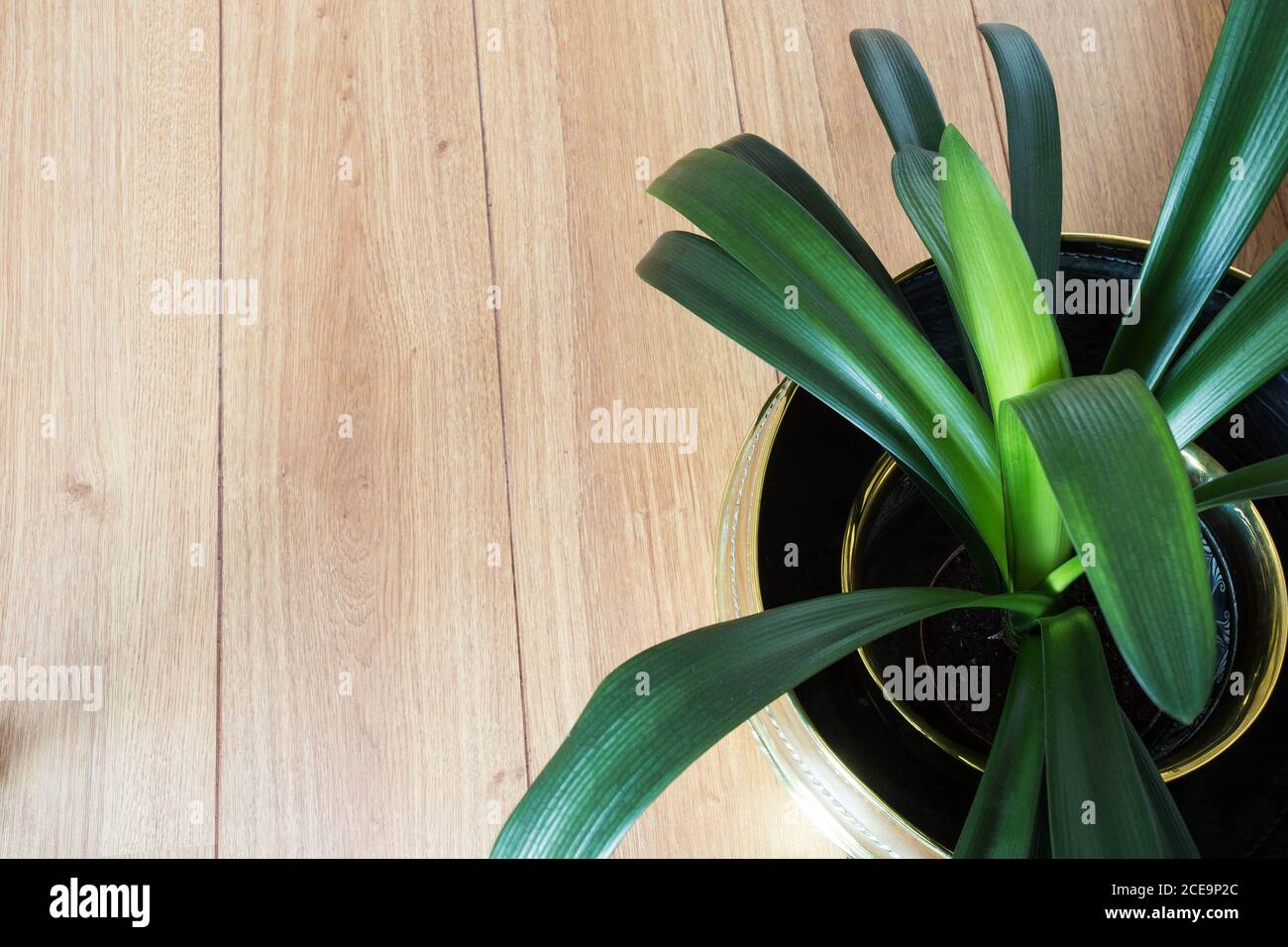 Plants top view hi-res stock photography and images - Alamy