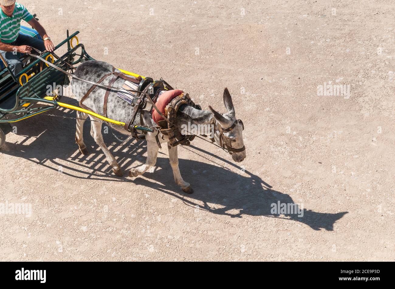 Spanish donkey hi-res stock photography and images - Alamy