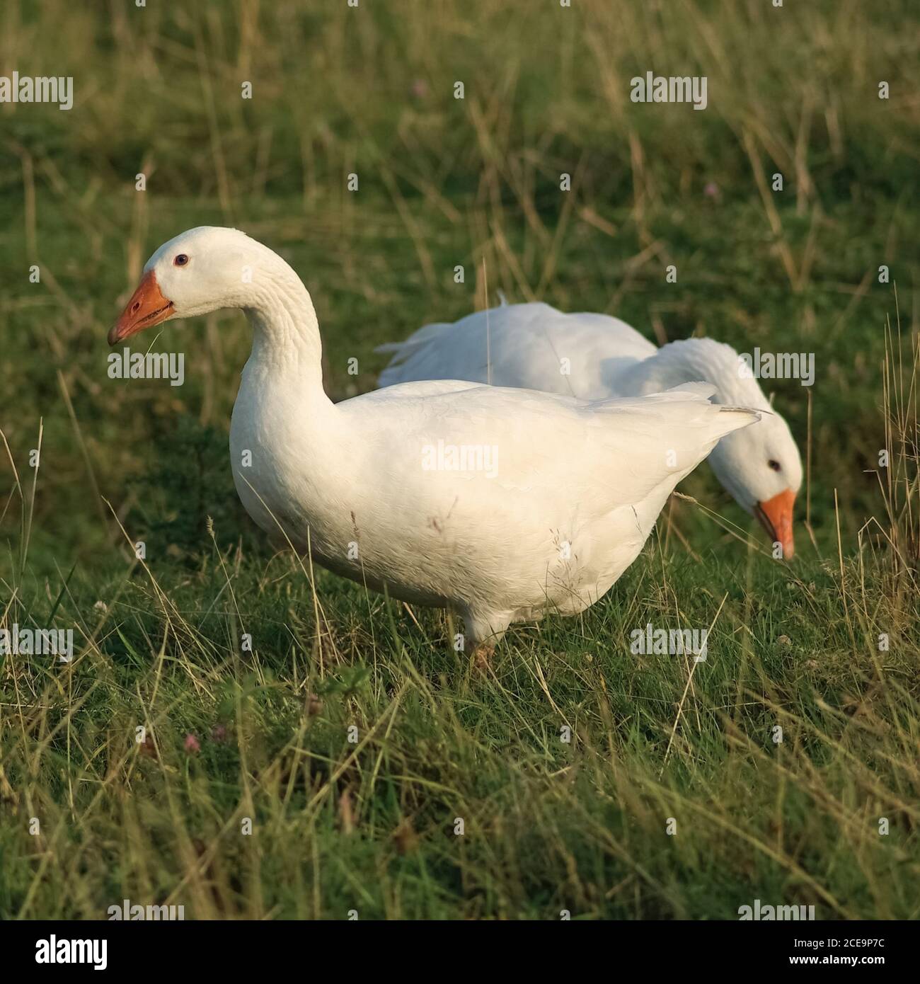 Two white geese Stock Photo - Alamy